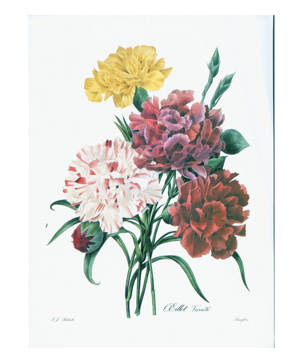 Redoute- Floral Art Prints – VINTAGEARTREPRINTS.COM